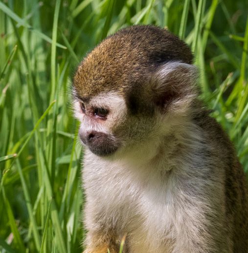 Behind the Scenes Tour of the Monkeys at the Biblical Zoo - Fun In ...
