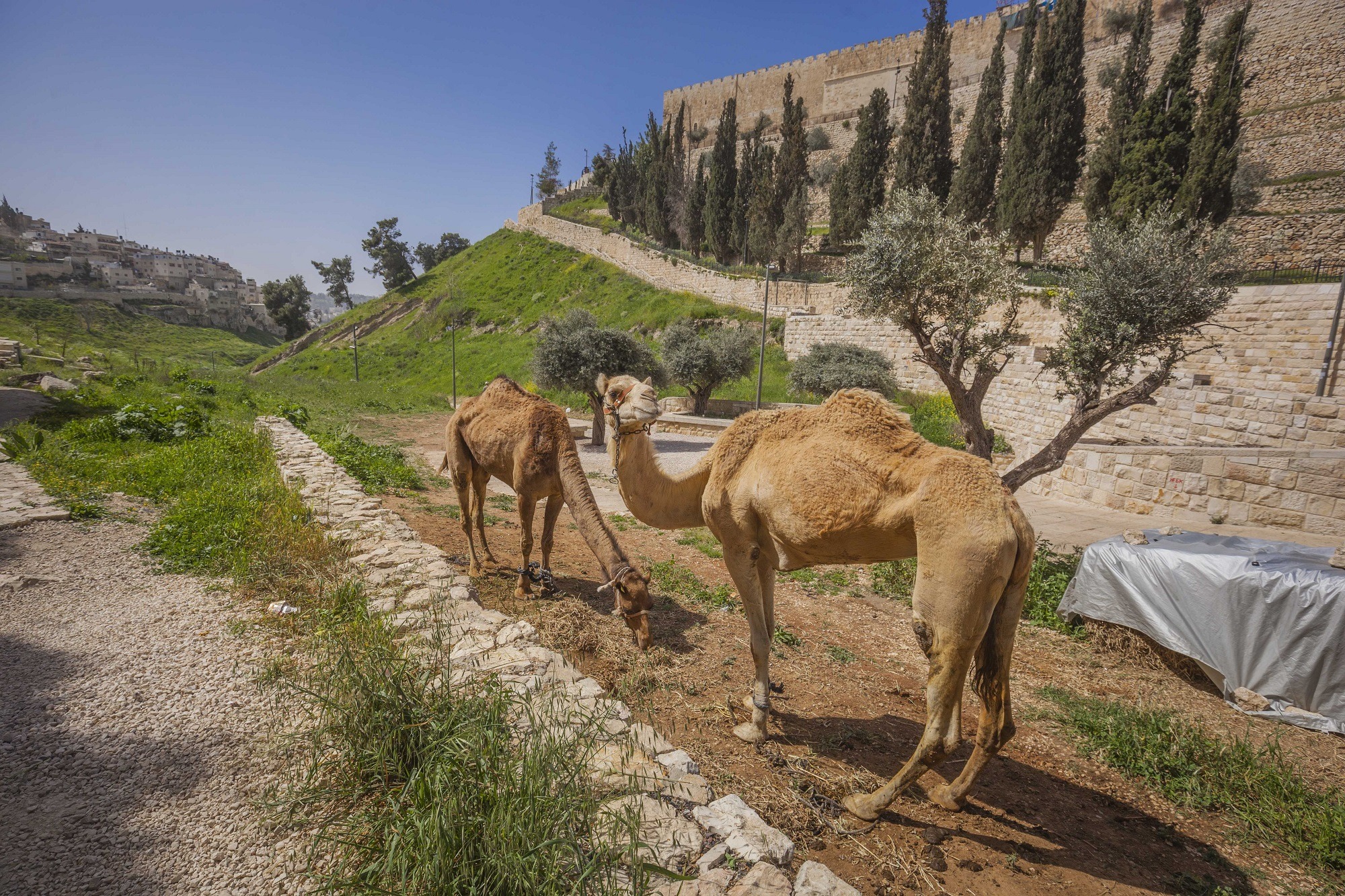 Kidron Adom at the City of David - Fun In Jerusalem