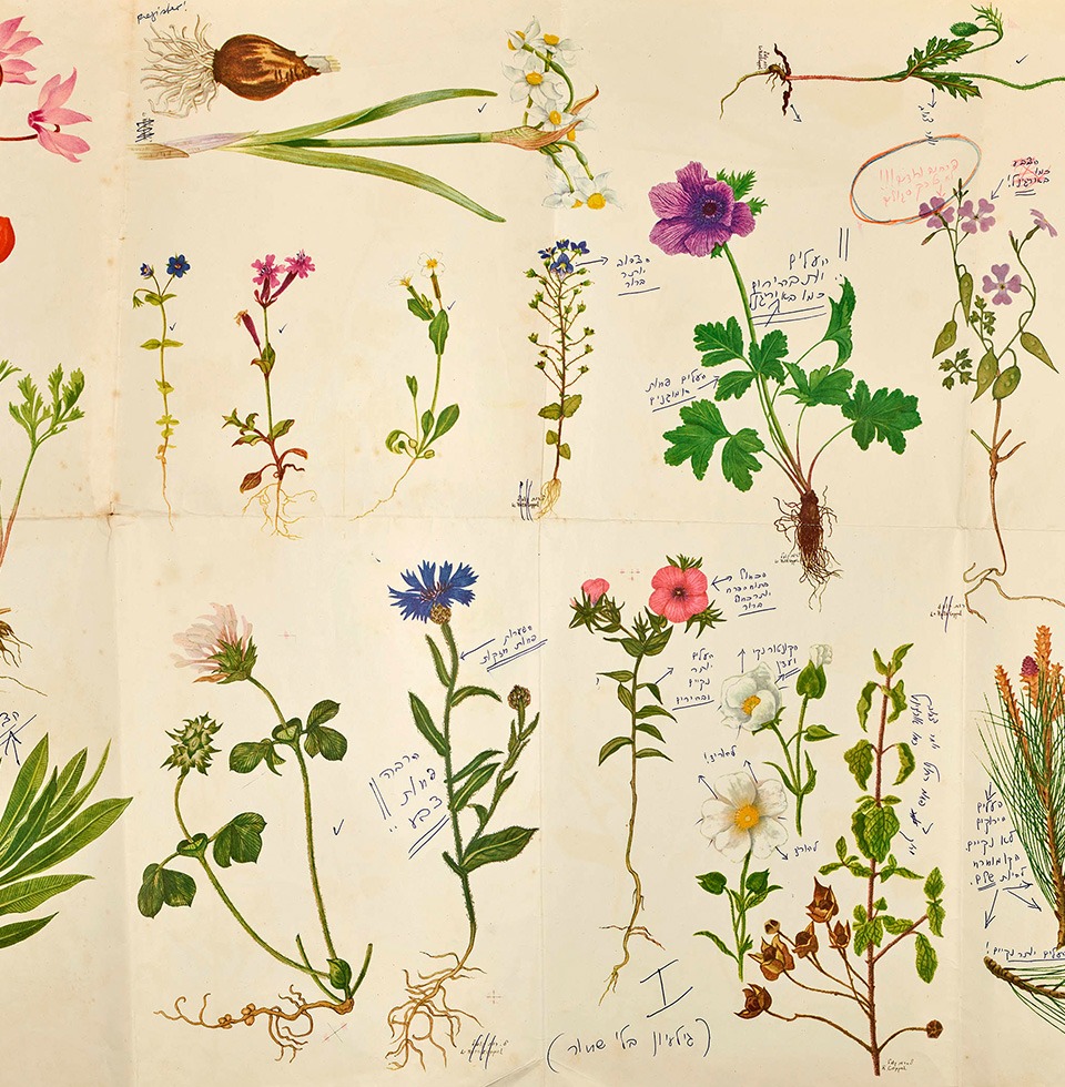 Botanical Illustrations Workshop at the National Library - SOLD OUT ...